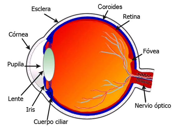 Centro Óptico Comunitario VERÁS
