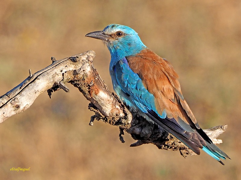 MIS AMIGAS LAS AVES: Carraca europea (Coracias garrulus)