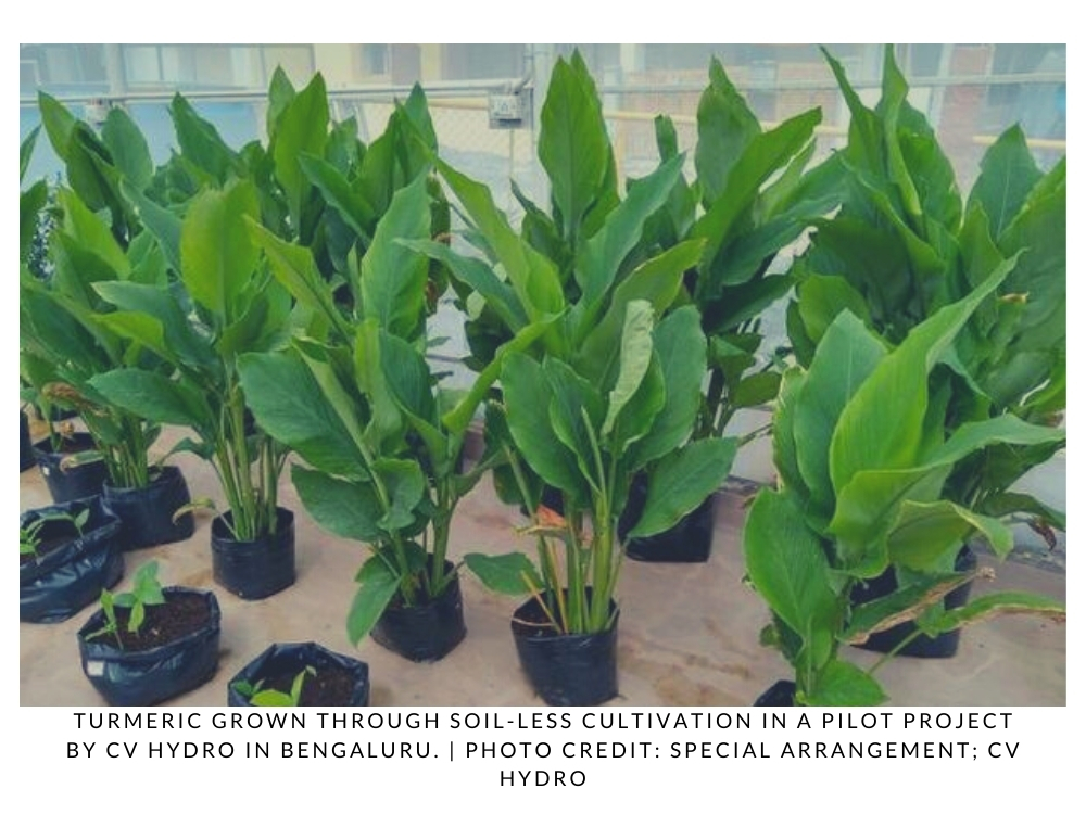 Turmeric, A Crop With Golden Future - The FarmPURE
