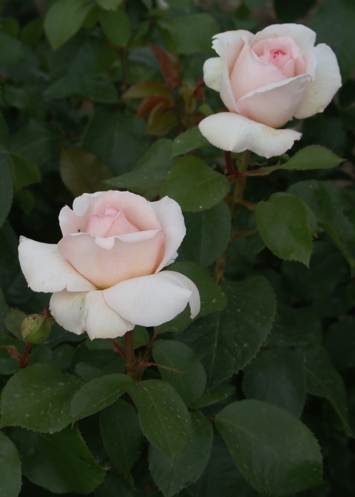 Readerbuzz: Iconic Paris*: Amazing Flowers