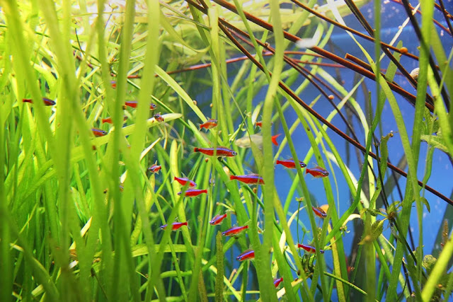 Cardinal Tetra Fish Care Guide And Breeding