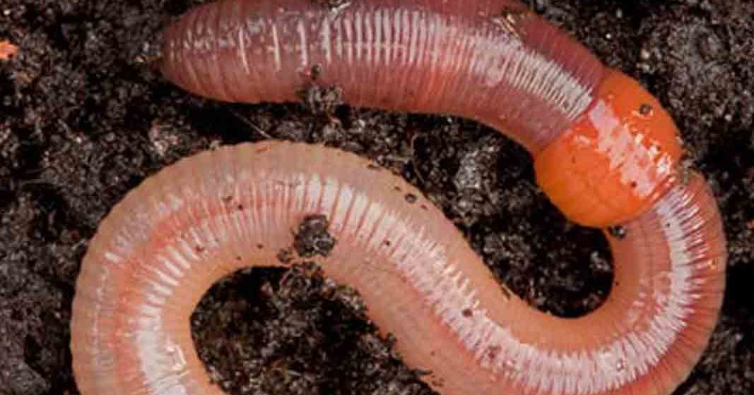 Benefits of Earthworm For Health ~ marcosimoncelli