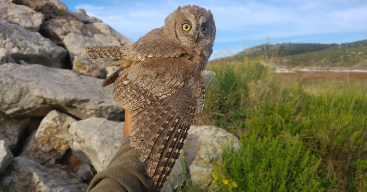 ECOWILDLIFE BIRDWATCHING: DÍA MUNDIAL DE LAS AVES MIGRATORIAS: EL AUTILLO