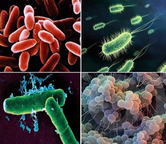Caixapreta-747: PERIGOS QUÍMICOS, FÍSICOS E BIOLÓGICOS NOS FRIGORÍFICOS