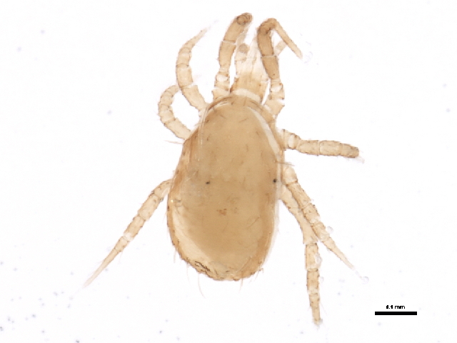 Variety of Life: Blattisociinae