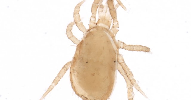 Variety of Life: Blattisociinae