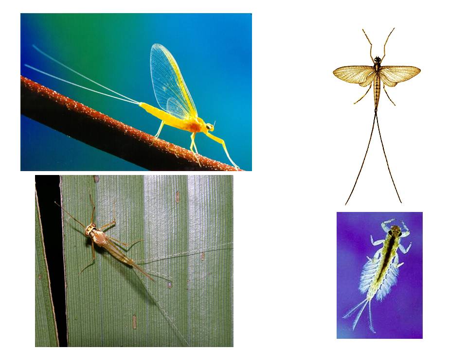 Examples Of Apterygota Insects at Mark Jennings blog