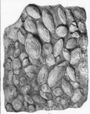 History of the Earth: July 17. Fusulinids