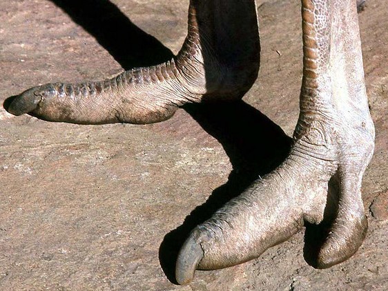 mainly mongoose: The past, the poop and palynology