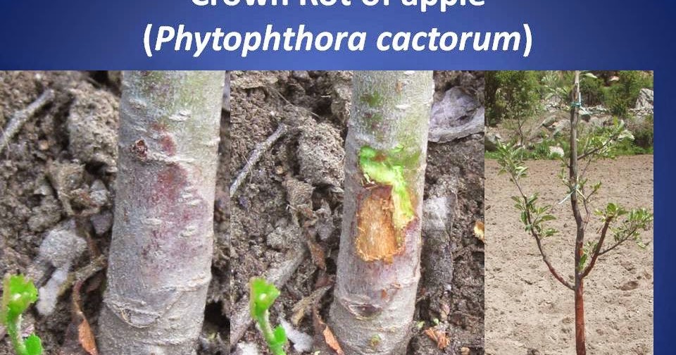 Farmers Club: Apple Tree Diseases: Collar Rot Description