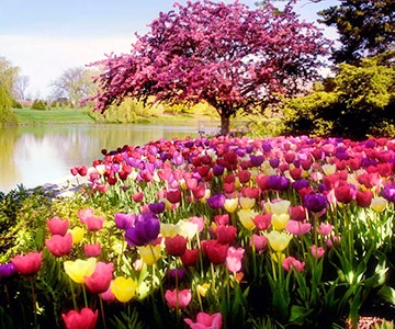 ApfelStrudel Kuchen: ¡¡La Primavera ya está Aquí!! {Pinterest}