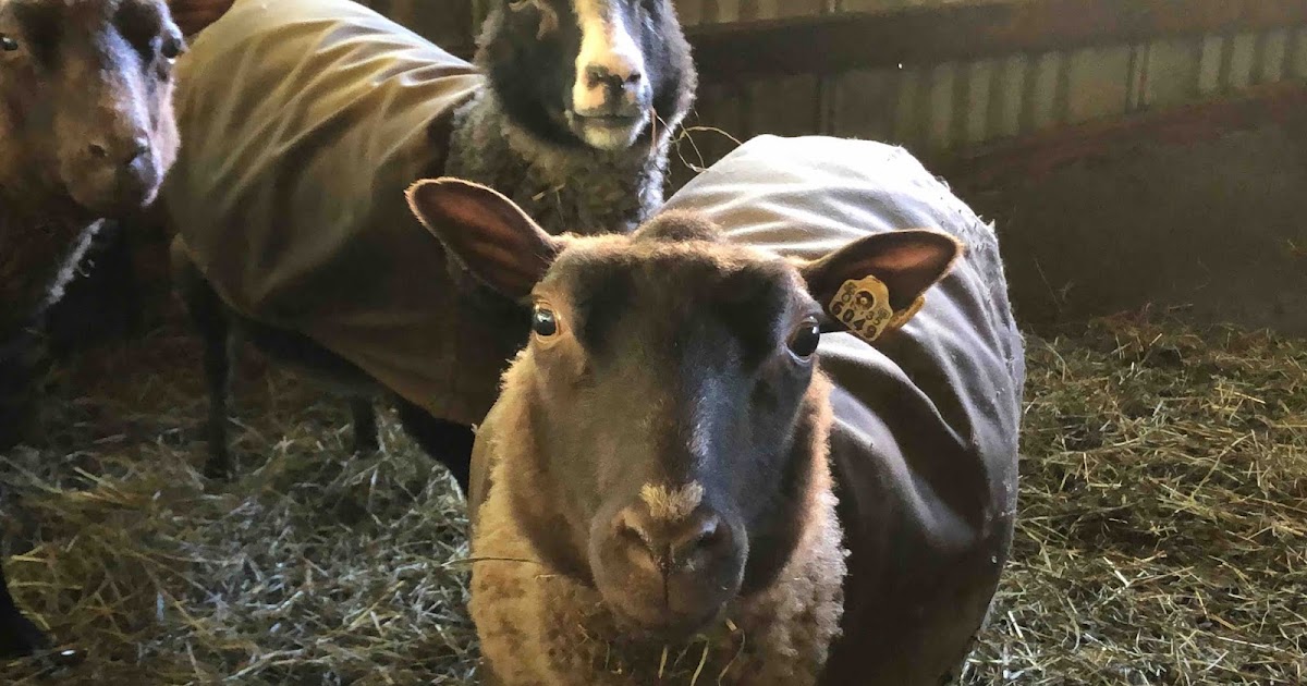 Boulderneigh: Sheepy smiles