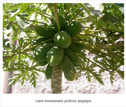 Cara Menanam Pohon Pepaya Pendek dan Berbuah Lebat | -Petani TOP-