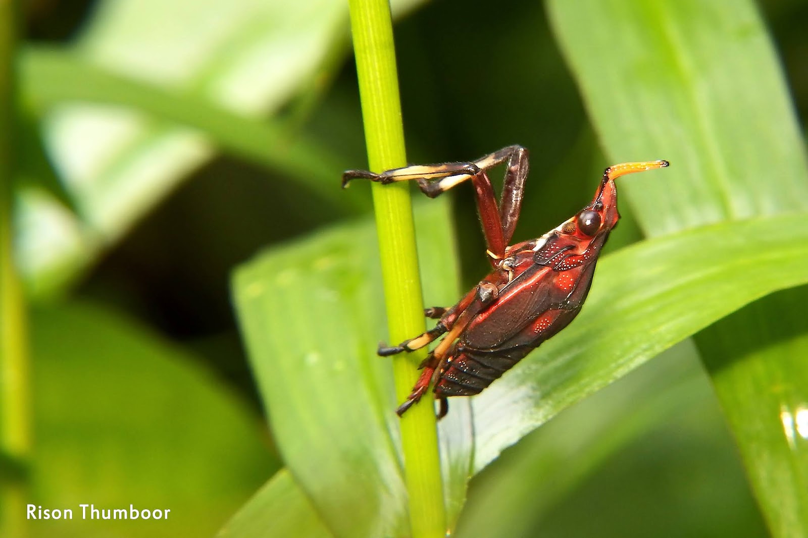 Insects Of Kerala