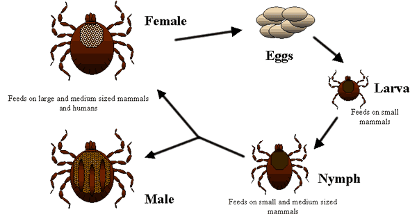Farmer's Creek: EXTERNAL PARASITES: TICKS