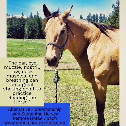 Alternative Horsemanship with Samantha Harvey the Remote Horse Coach ...