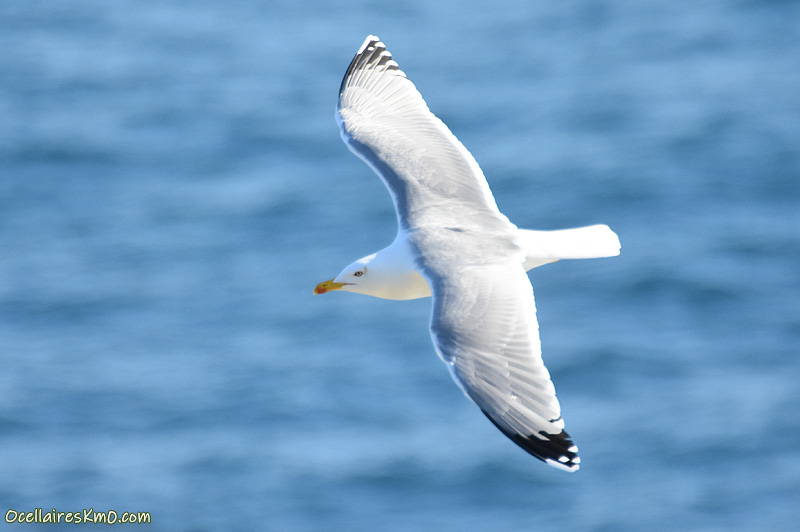 Birding Catalunya: Gavià argentat (Larus michahellis)