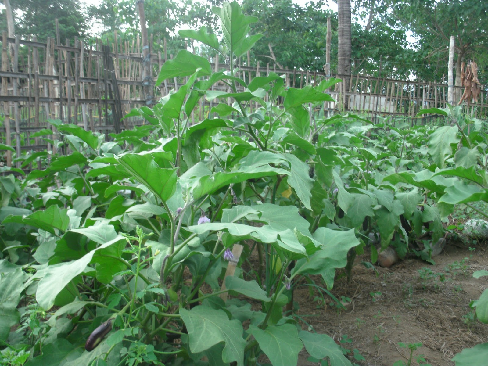 Mindoro 21st Century Association