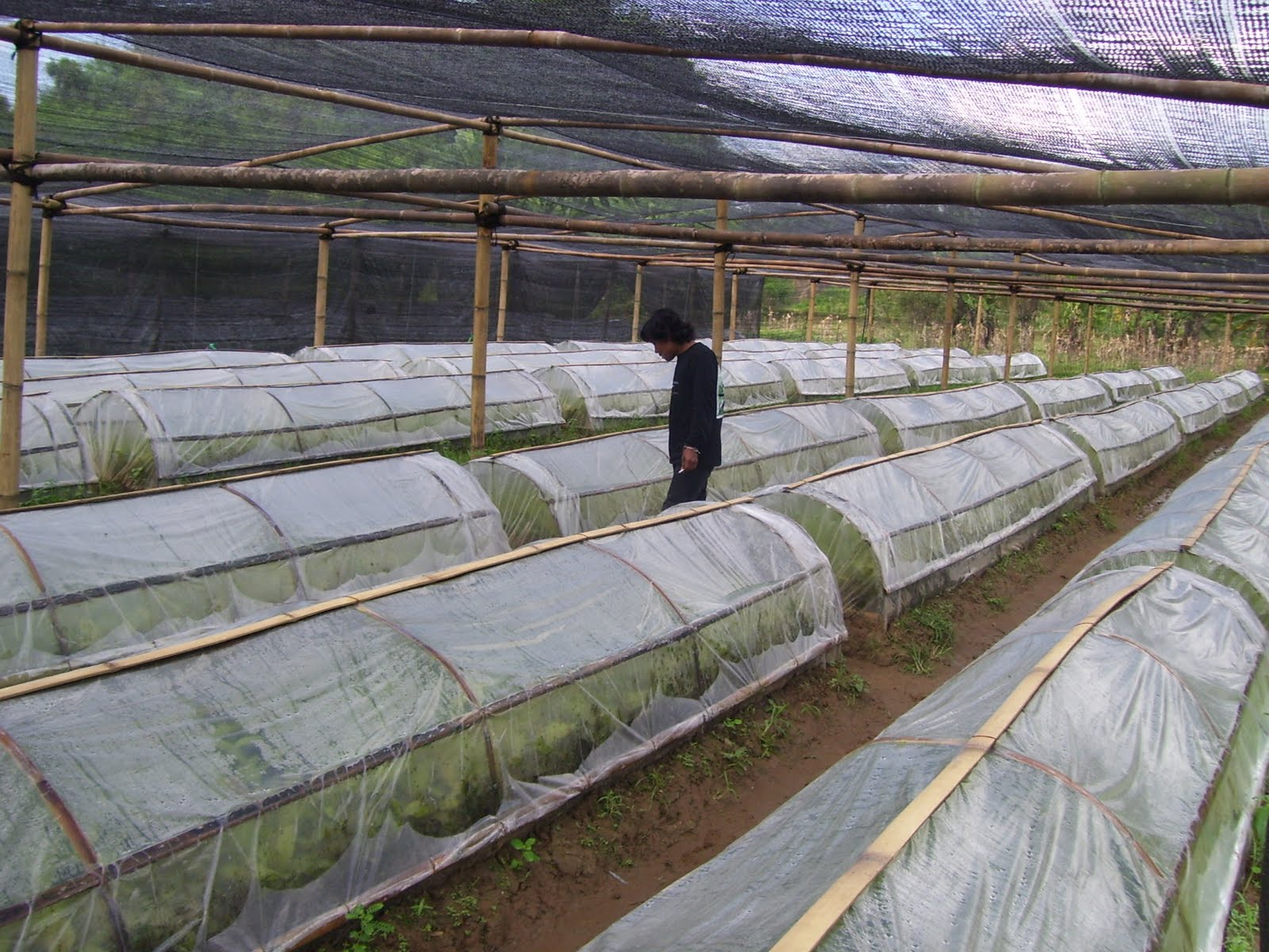 Daftar Harga Plastik Sungkup per Januari 2024 - Lim Corporation