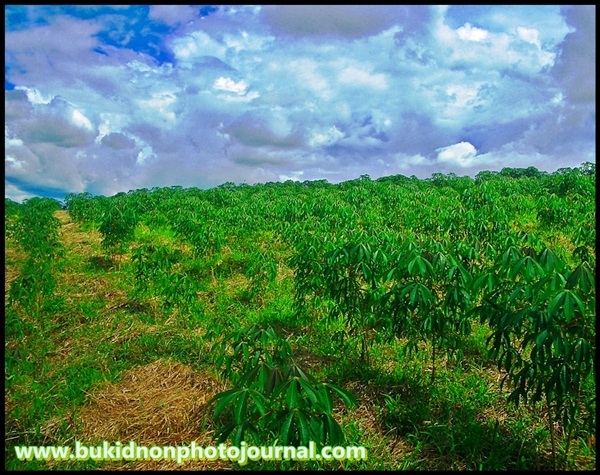 Bukidnon Photo Journal: Field Work Photos: Matampay, Kadingilan, Bukidnon