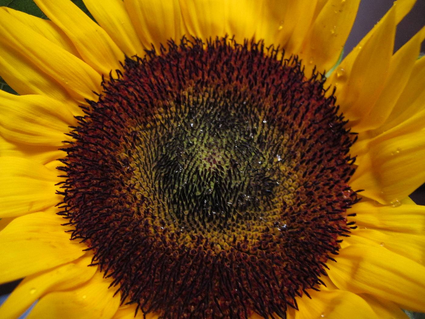 Shari's Chocolate Box: Smiling Sunflowers