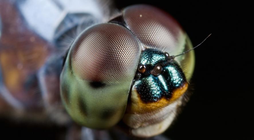 Bio-İnspired(Biomimetic) Design: Bio-Inspired (Biomimetic) Designs