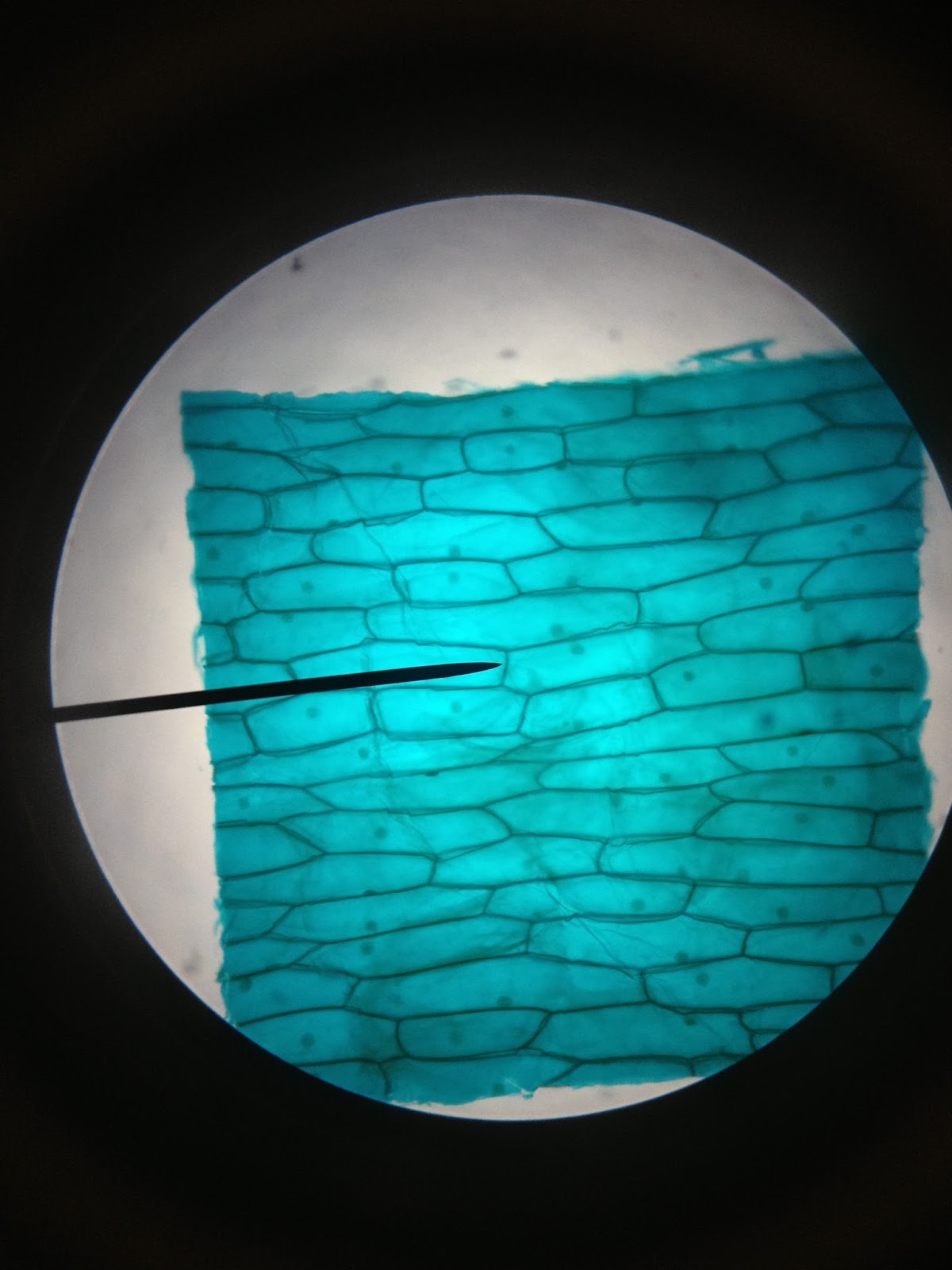 LS' BINibbles: Practical- Cells