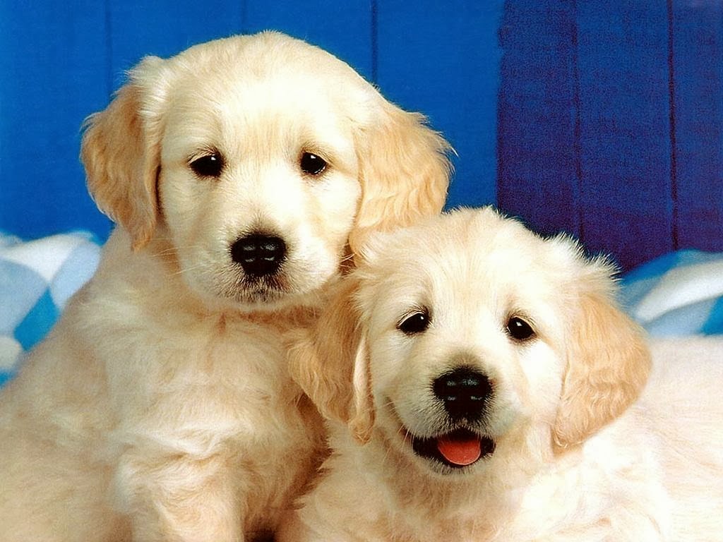 Cute Puppies and Dogs Images - Duul Wallpaper