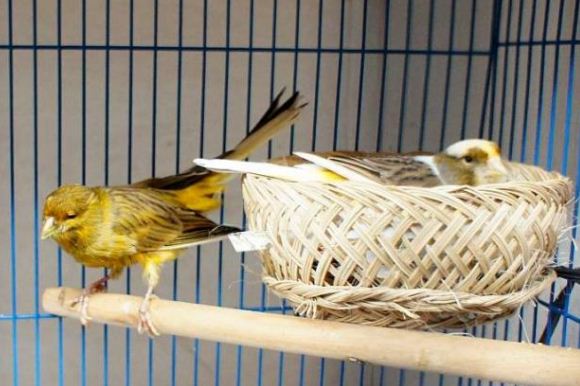 Cara Ternak Burung Kenari | Kenari Online Bandung
