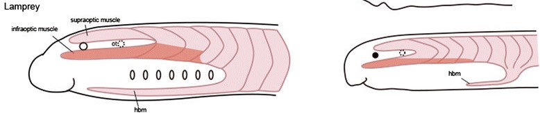 Blog de Biologia CMPA 201 2020: Material sobre cordados - Superclasse ...