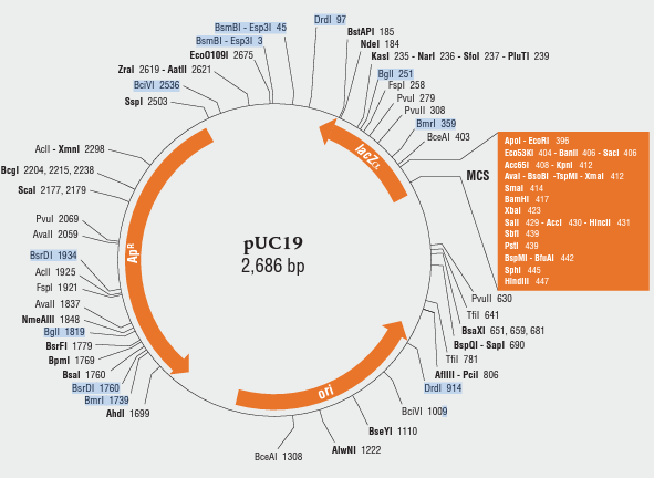 Bacterias Actuaciencia: pUC19, un plásmido para todo