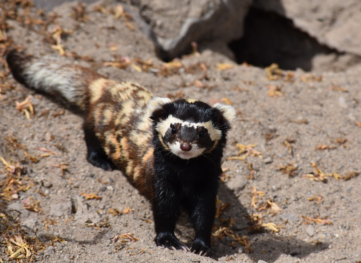 ZOOTOGRAFIANDO (6.100 ANIMALS): TURÓN BÚLGARO / MARBLED POLECAT ...