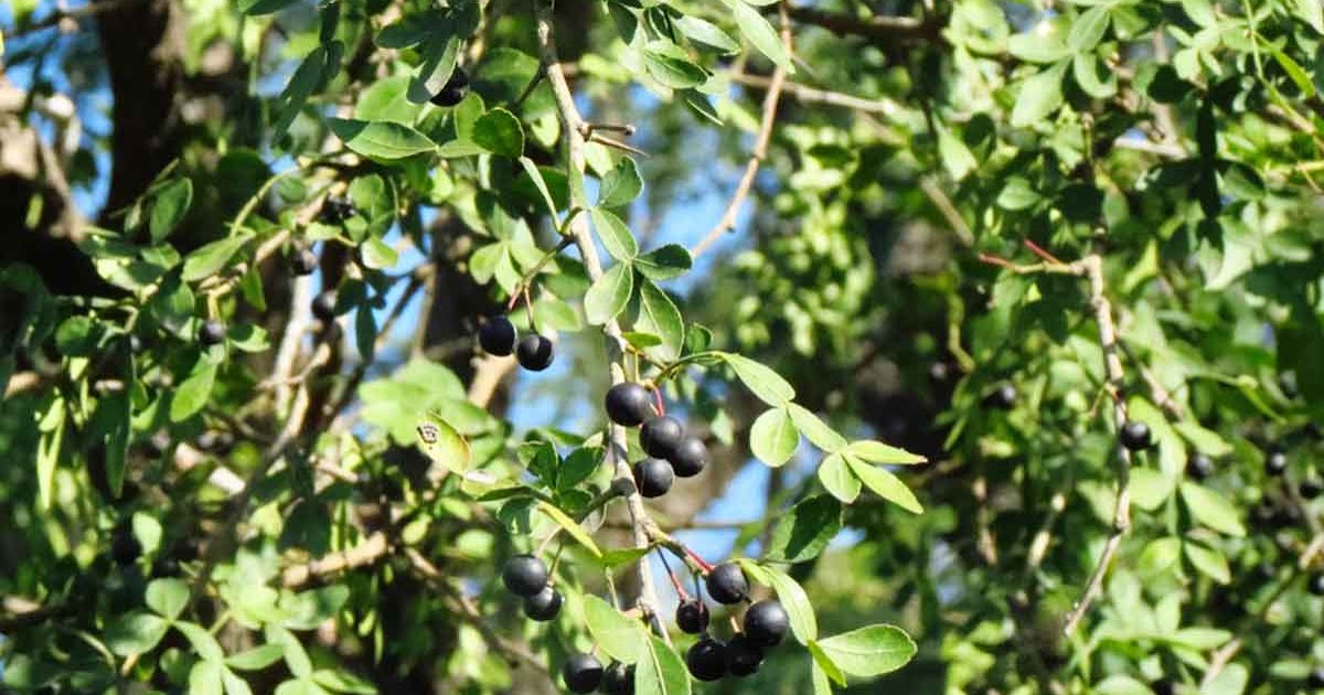 Medicinal Plants: Naringi crenulata, Mega Vilvam, Kattunarakam, beli