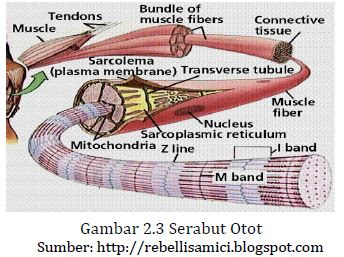 Materi Otot Manusia Mapel Biologi kelas 11 SMA/MA - Bospedia