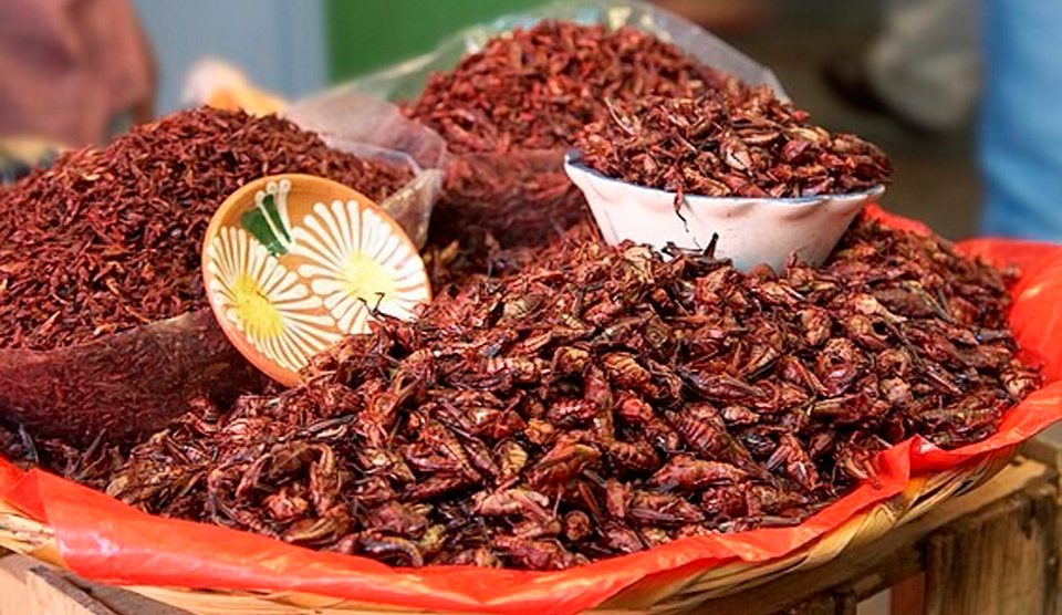 Conociendo México: Más allá de chapulines y jumiles: conoce más ...