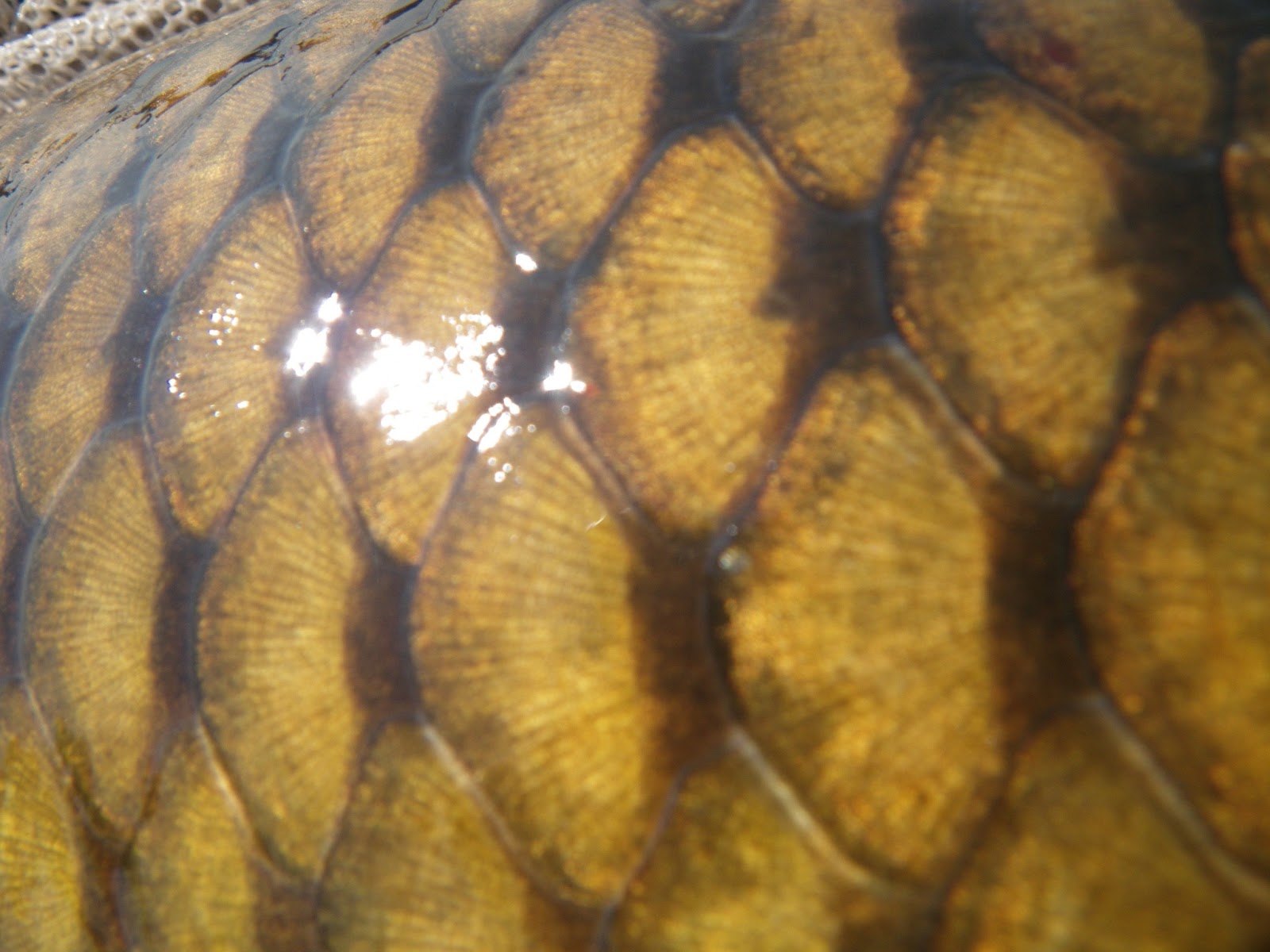 Got Backing? (Formerly Known as Mr. P.'s Blog): Carp Parts--Scales