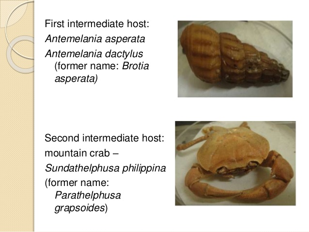 Lecture Notes in Medical Technology: Lecture #7b: THE LUNG FLUKES