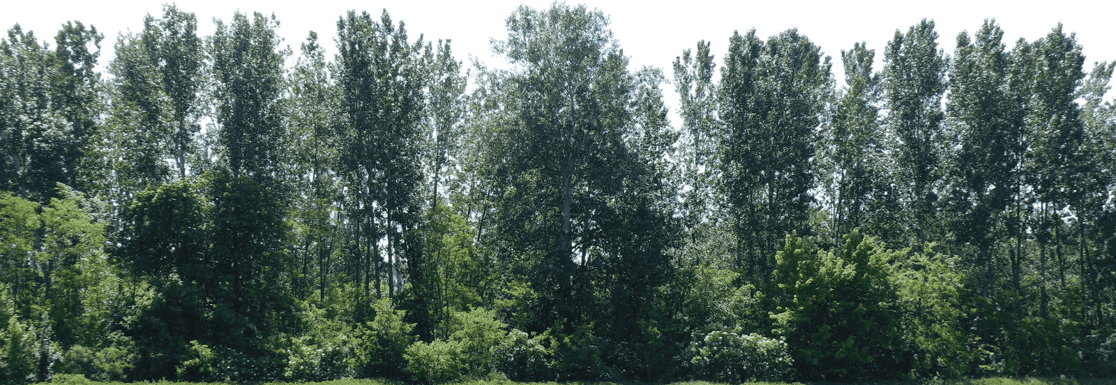 Free Download Tree Background PNG