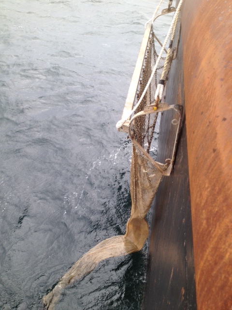 Beam Trawl Survey: Klein, kleiner, kleinst//Small, smaller, smallest