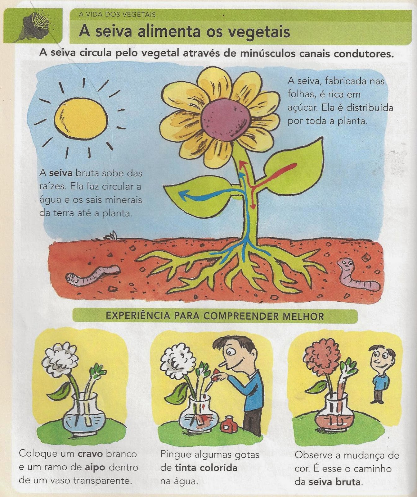 Exercícios em LIBRAS: Textos sobre Plantas