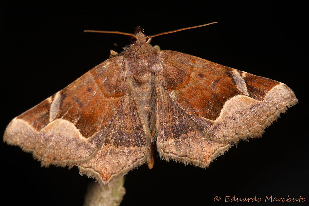 As Multidões Fervilhantes: Uma noite observando borboletas nocturnas no ...