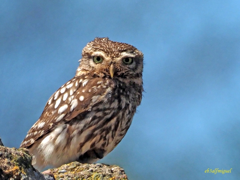 Miguel fotografia: Mochuelo común o Mochuelo europeo (Athene noctua)
