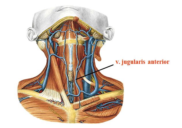 Gl. Thyroidea - Tiroit Bezi Anatomisi ~ Anatomi.Web.tr