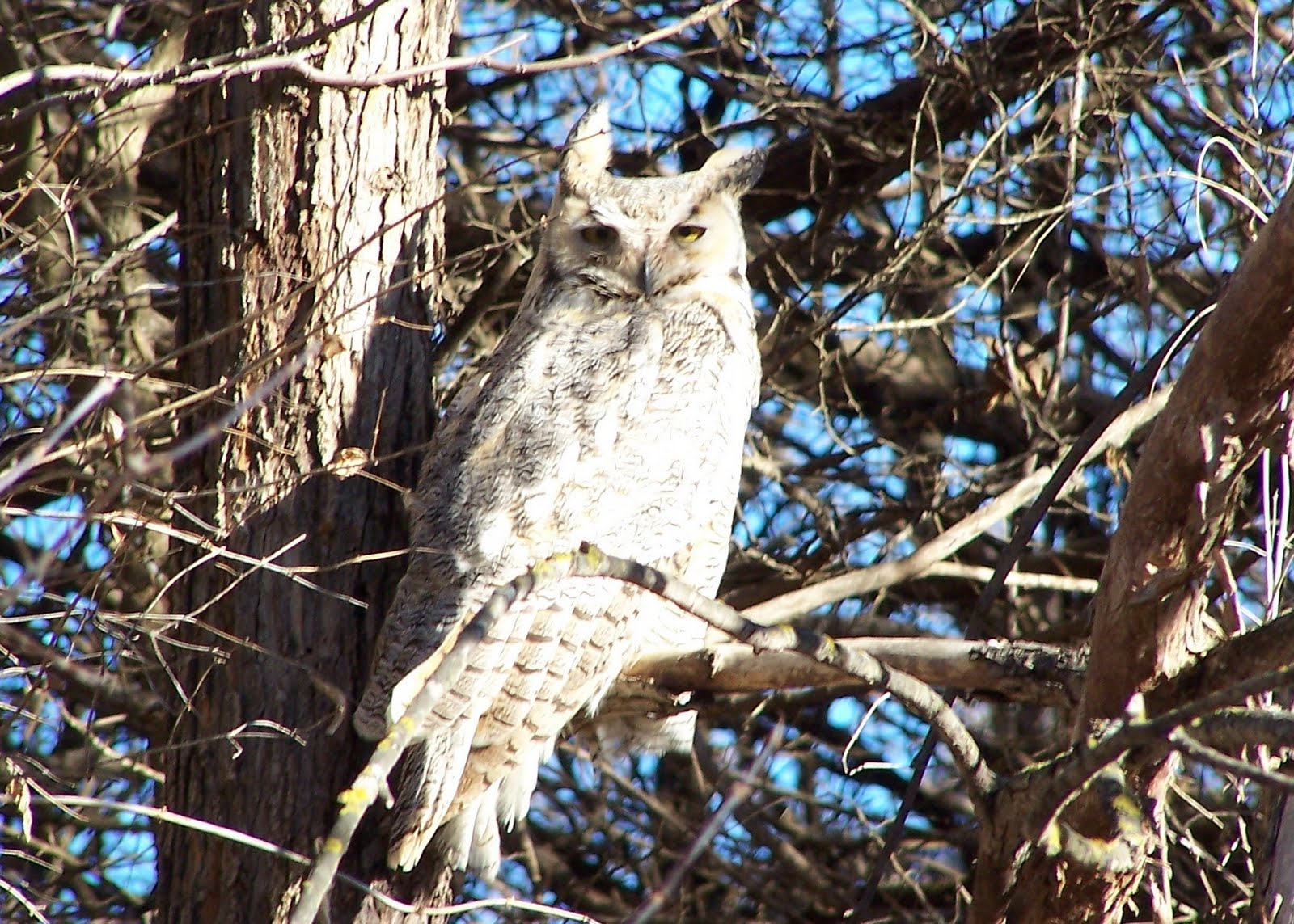 NATURE NOTES: GREAT HORNED OWL SUB-ARCTIC