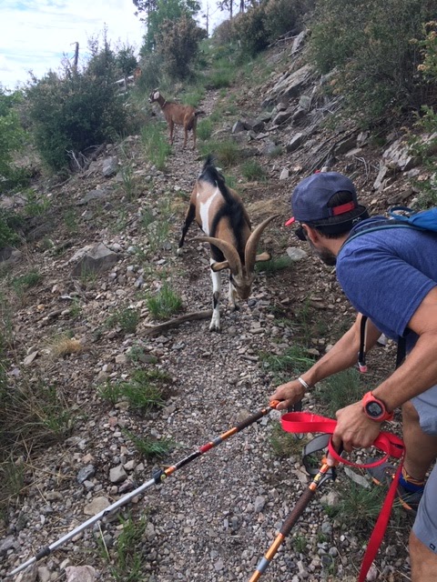 Blue Heron Blast: Terry's insane goat caper