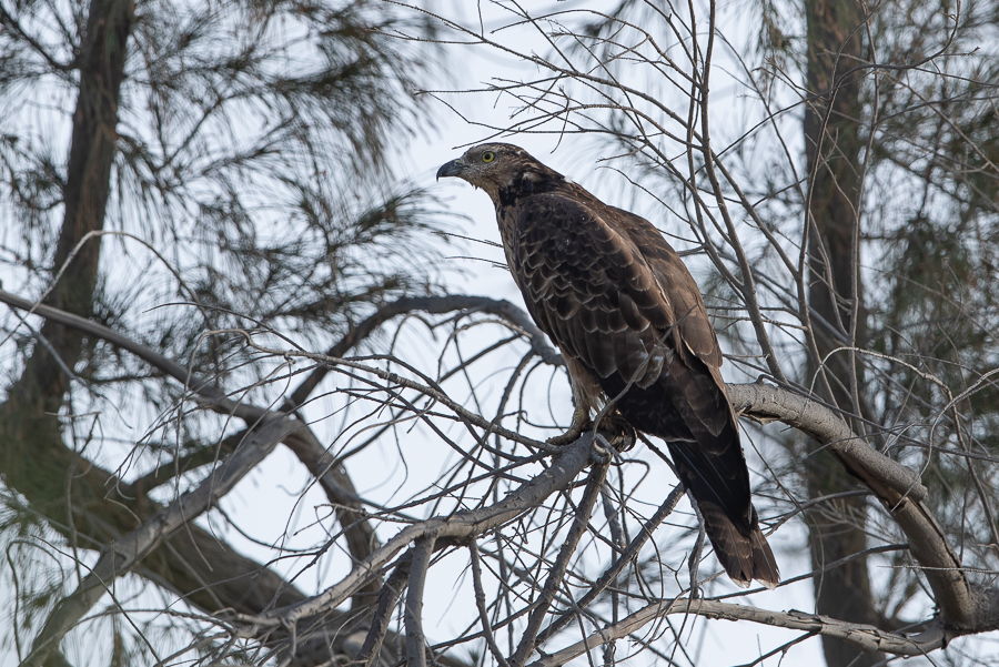 Birds of Saudi Arabia: Female Crested Honey Buzzard in Deffi Park – Jubail