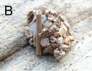 BugBlog: Zodariidae: ant spiders