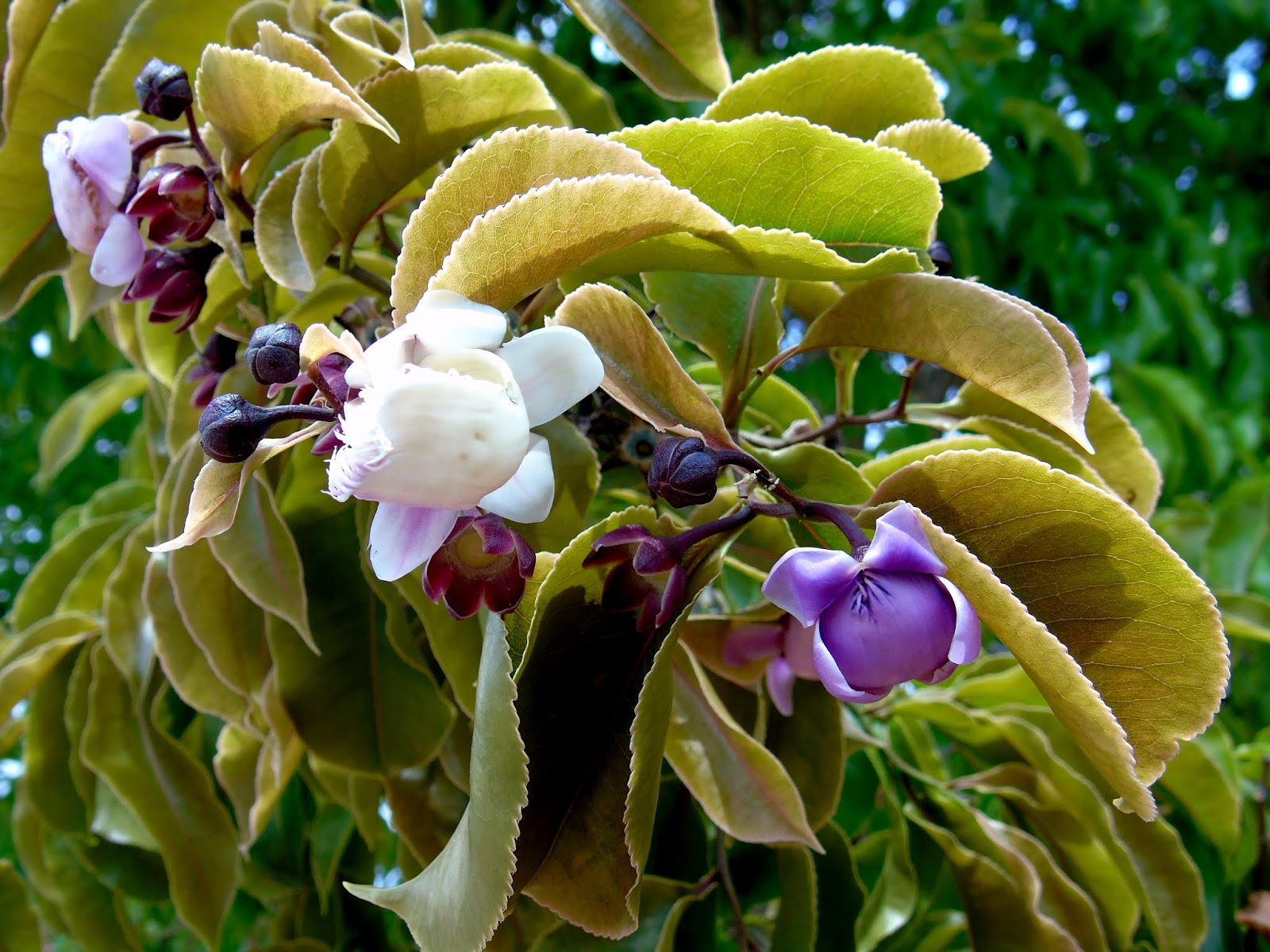 Sapucaia (Lecythis pisonis Cambess.) | A planta da vez