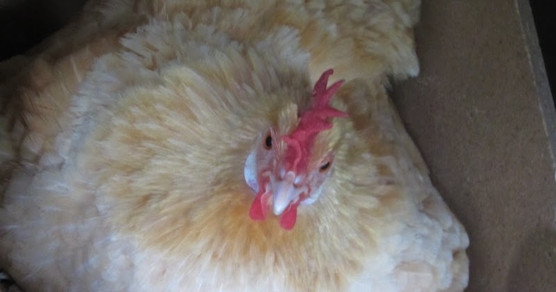 Hibiscus House: MAD AS A SETTING HEN!