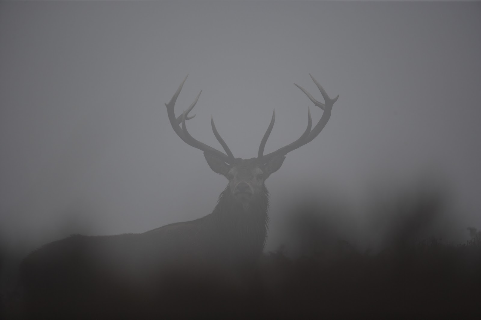 Wildlife in Cornwall: Red Deer Stag's Exmoor (Cervus elaphus )